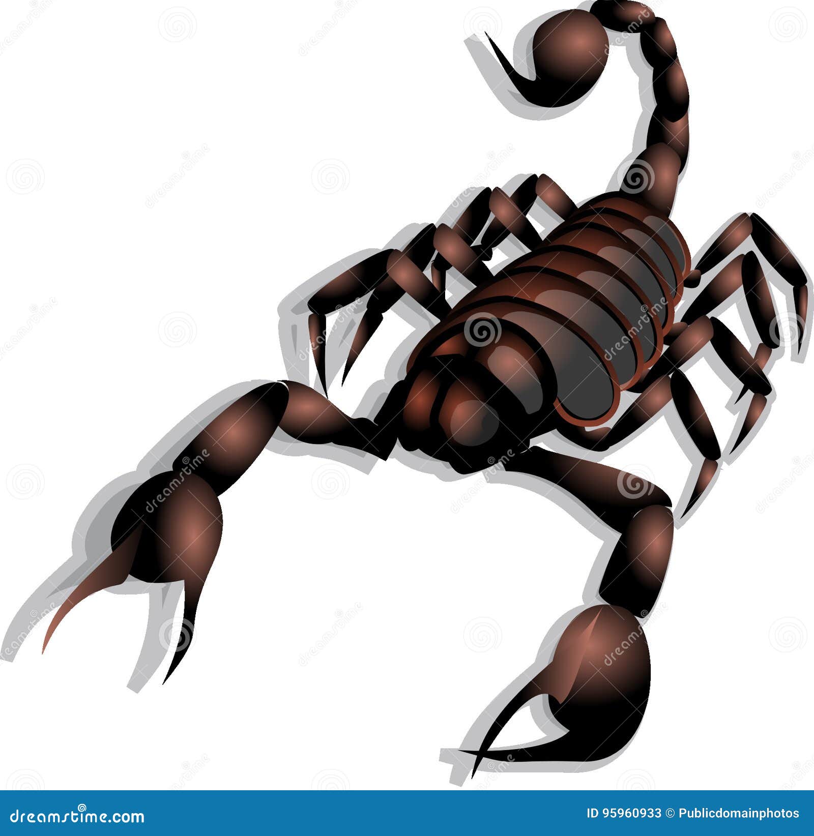 Scorpion, Invertebrate, Arthropod, Membrane Winged Insect Picture ...