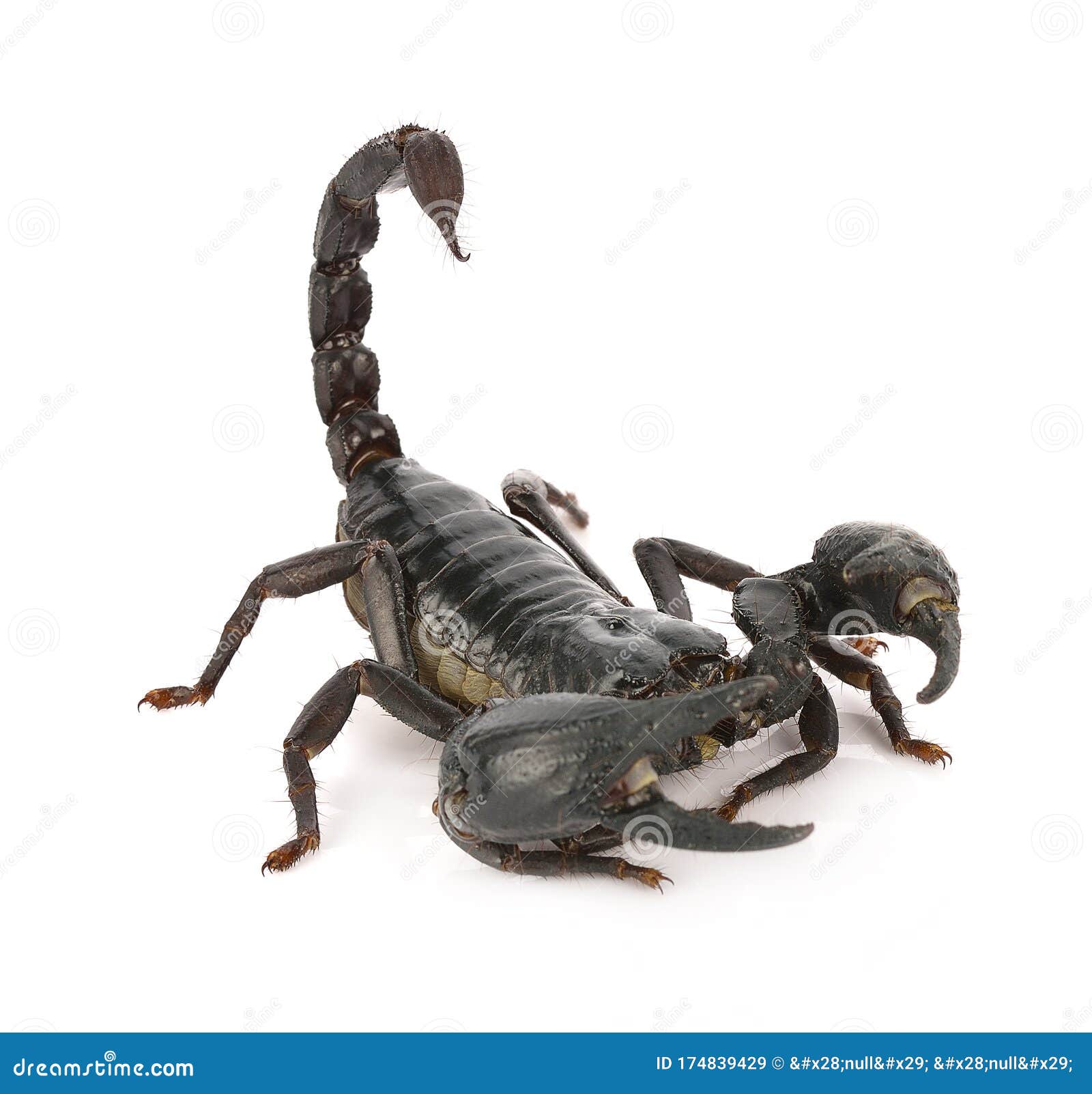Scorpion Isolated. Scorpion On White Background. Close Up European ...