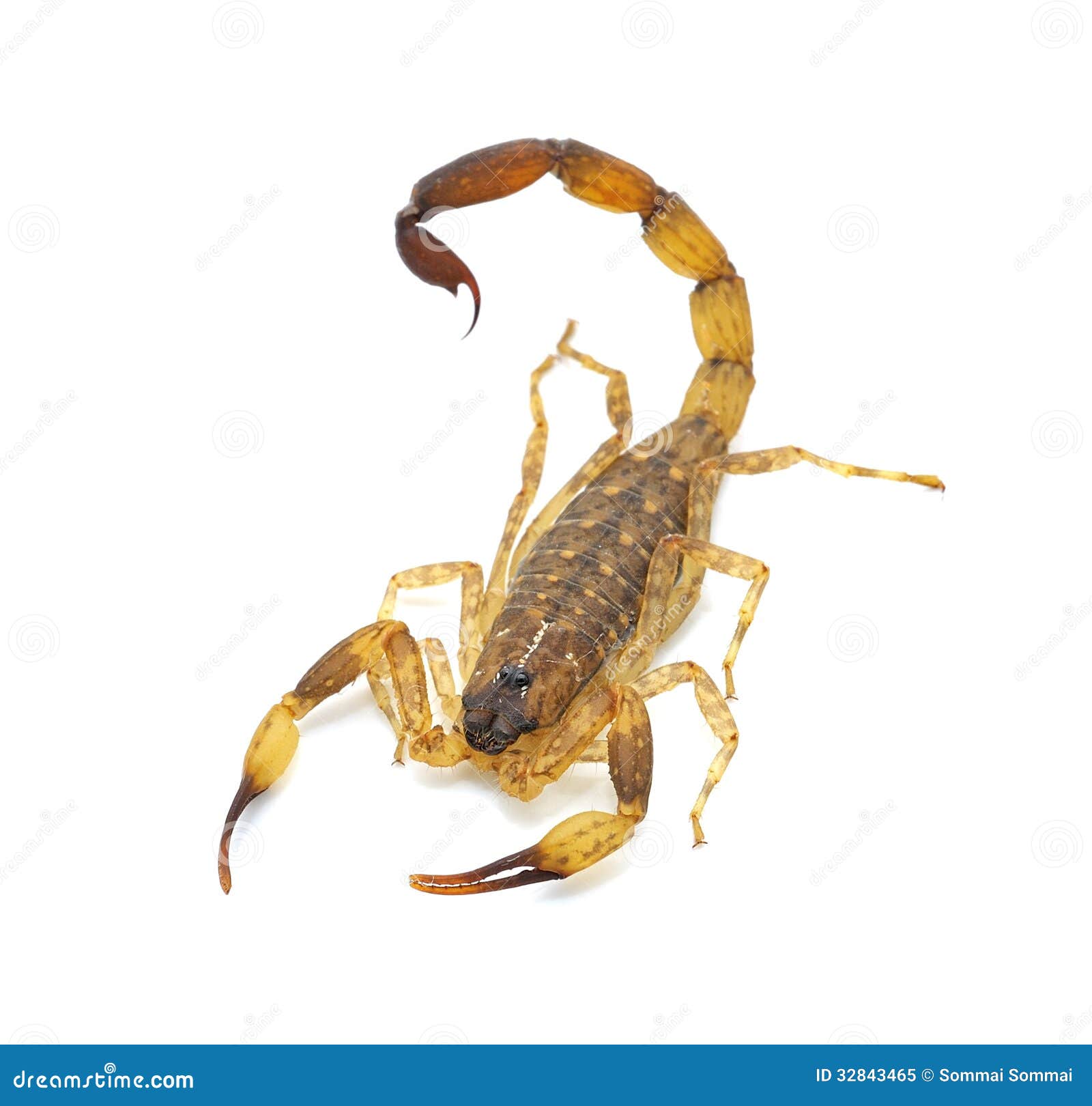 A Scorpion Pincer Pedipalp Up Close. Leiurus Hebraeus, The Hebrew ...