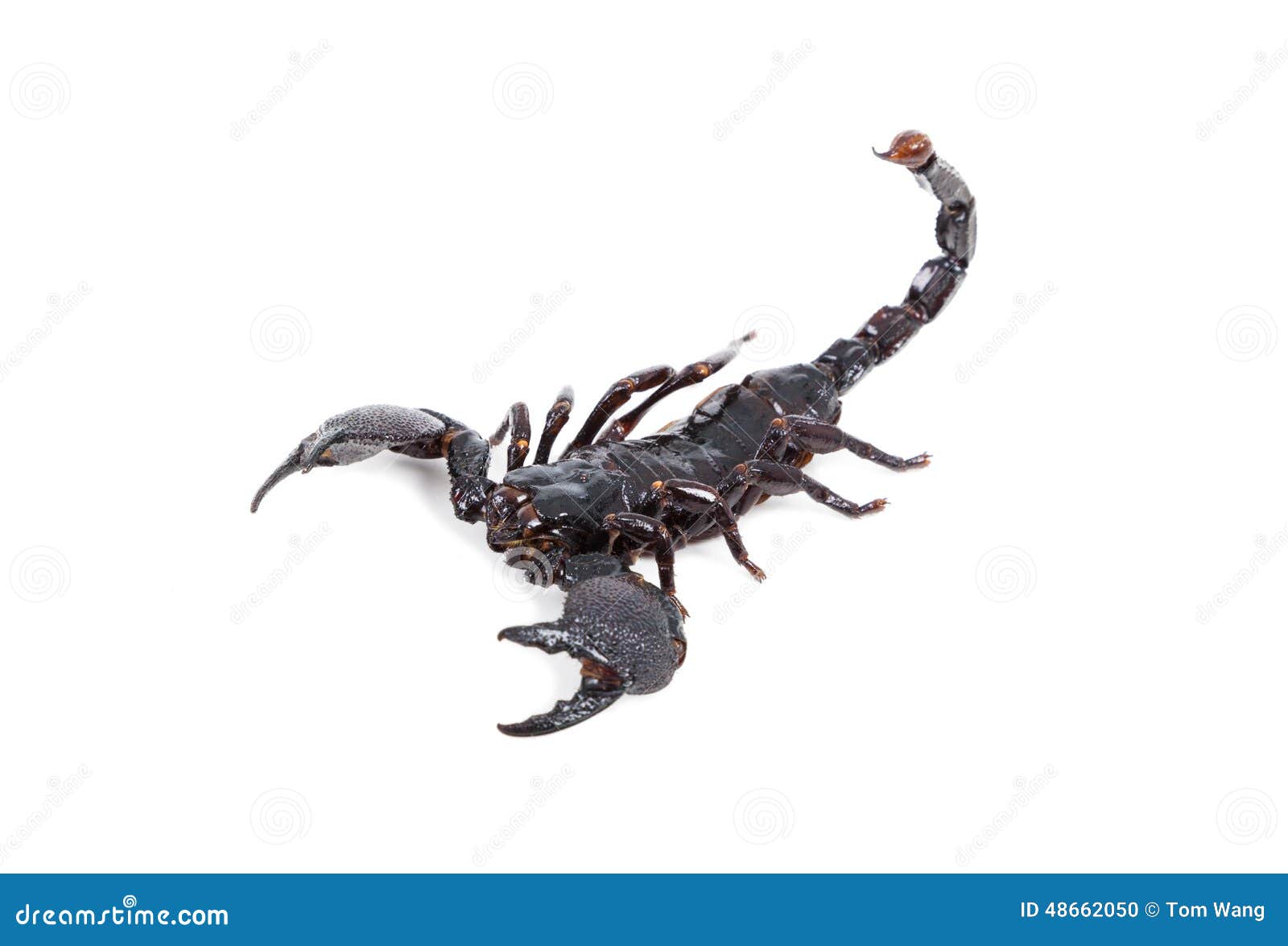 Scorpion Isolated. Scorpion On White Background. Close Up European ...