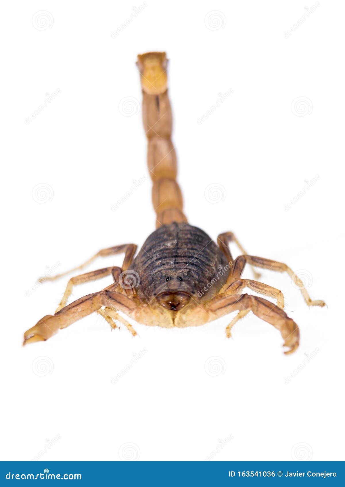 Top View Leiurus Hebraeus, The Hebrew Deathstalker Or Israeli Yellow ...