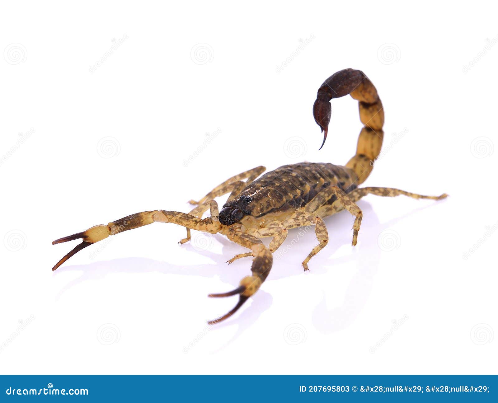 Scorpion Isolated on White Background. Stock Image - Image of ...