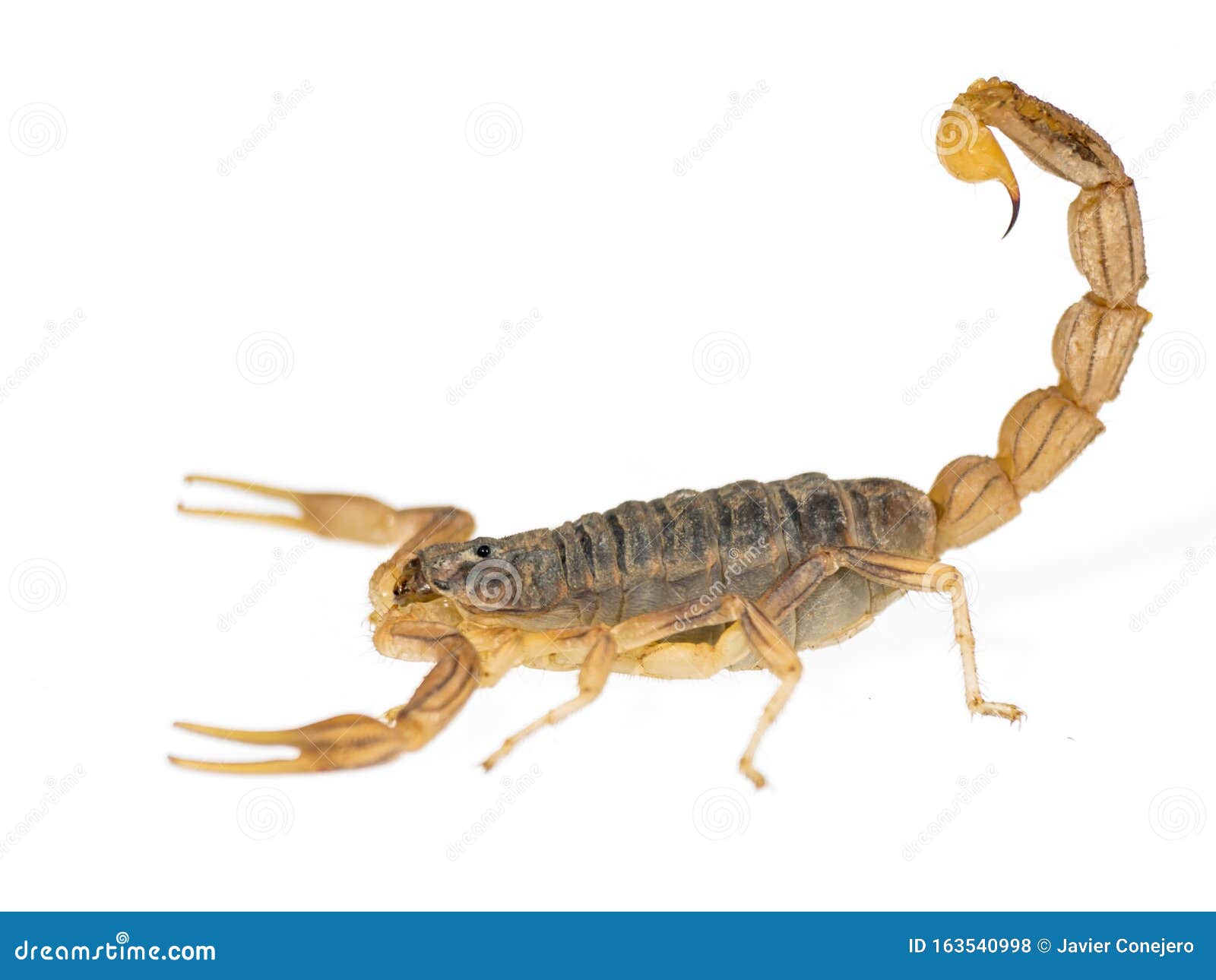 Scorpion Isolated in White Background Stock Photo - Image of scorpio ...