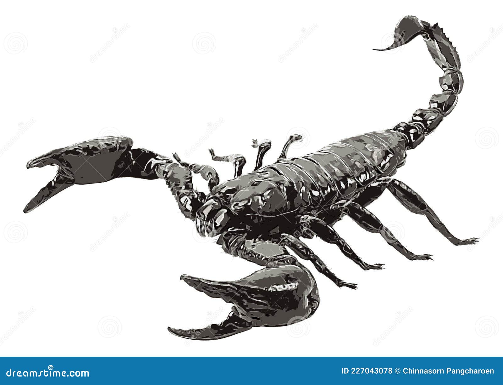 Scorpion isolated stock vector. Illustration of invertebrate - 227043078