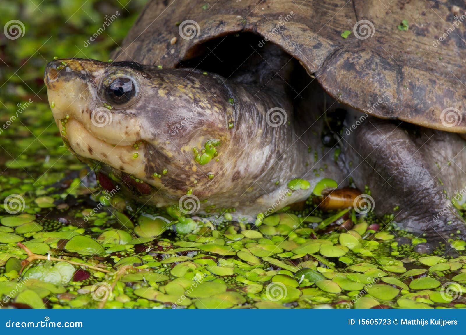 Scorpion Mud Turtle Royalty-Free Stock Photography | CartoonDealer.com ...