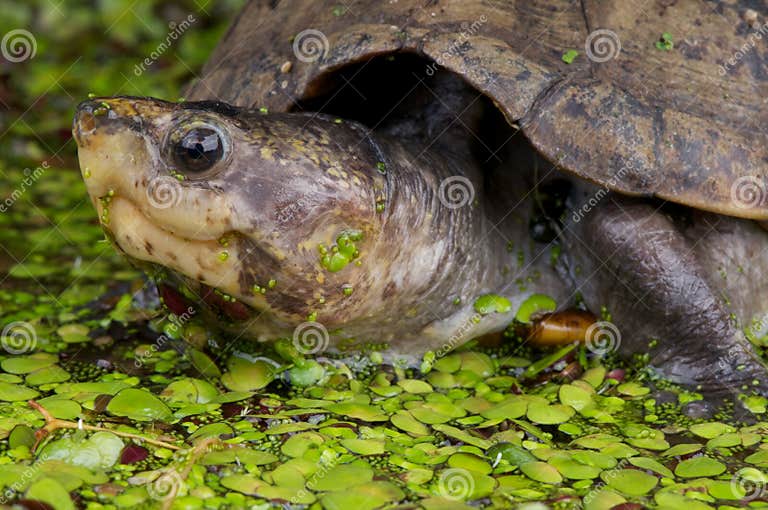 Scorpion mud turtle stock image. Image of wildlife, turtle - 15605723