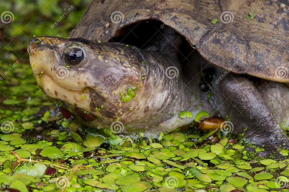 Scorpion mud turtle stock image. Image of wildlife, turtle - 15605723