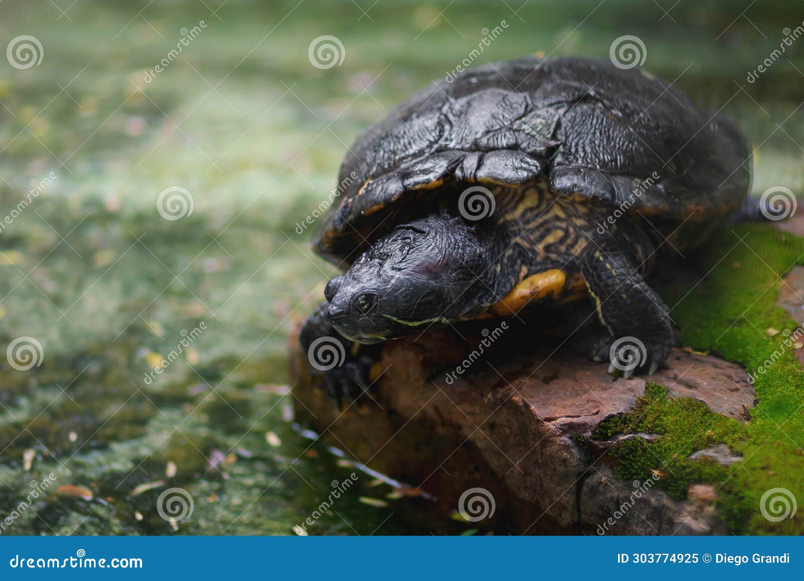 Scorpion Mud Turtle, Kinosternon Scorpioides, Turtle In The Green Grass ...