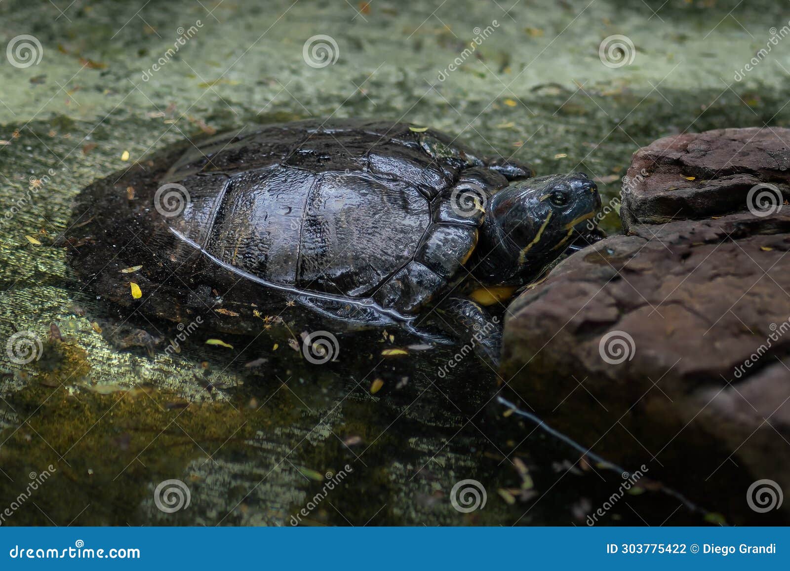 Scorpion Mud Turtle, Kinosternon Scorpioides, Turtle In The Green Grass ...