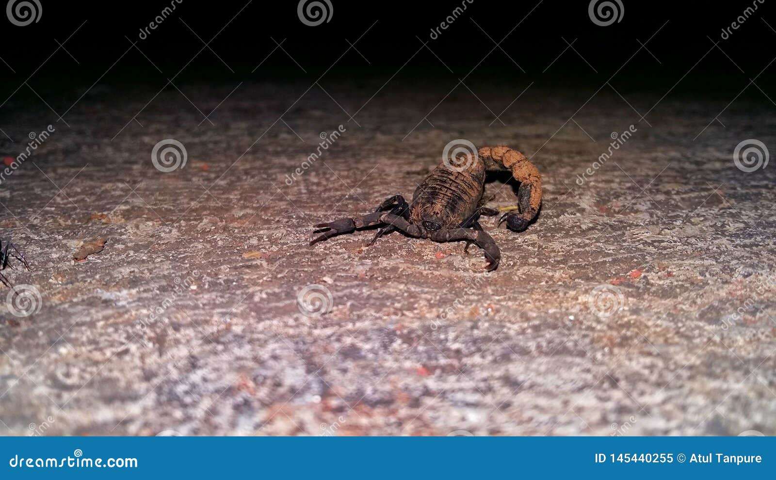 Scorpion in Night stock image. Image of scorpio, dark - 145440255