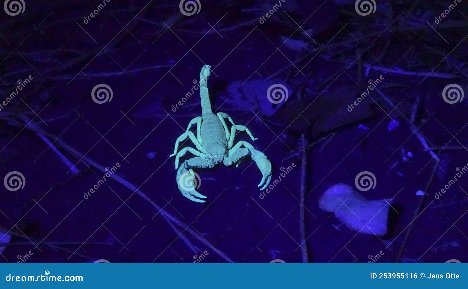 Scorpion at Night Illuminated by UV Light Stock Photo - Image of ...