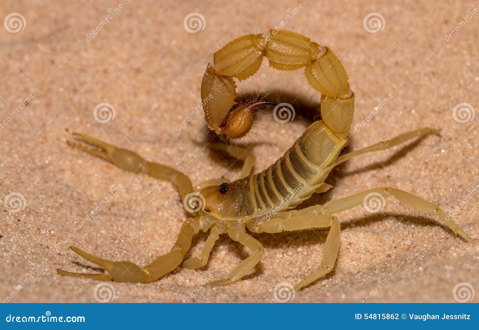 Scorpion stock photo. Image of cretaure, creepy, deadly - 54815862
