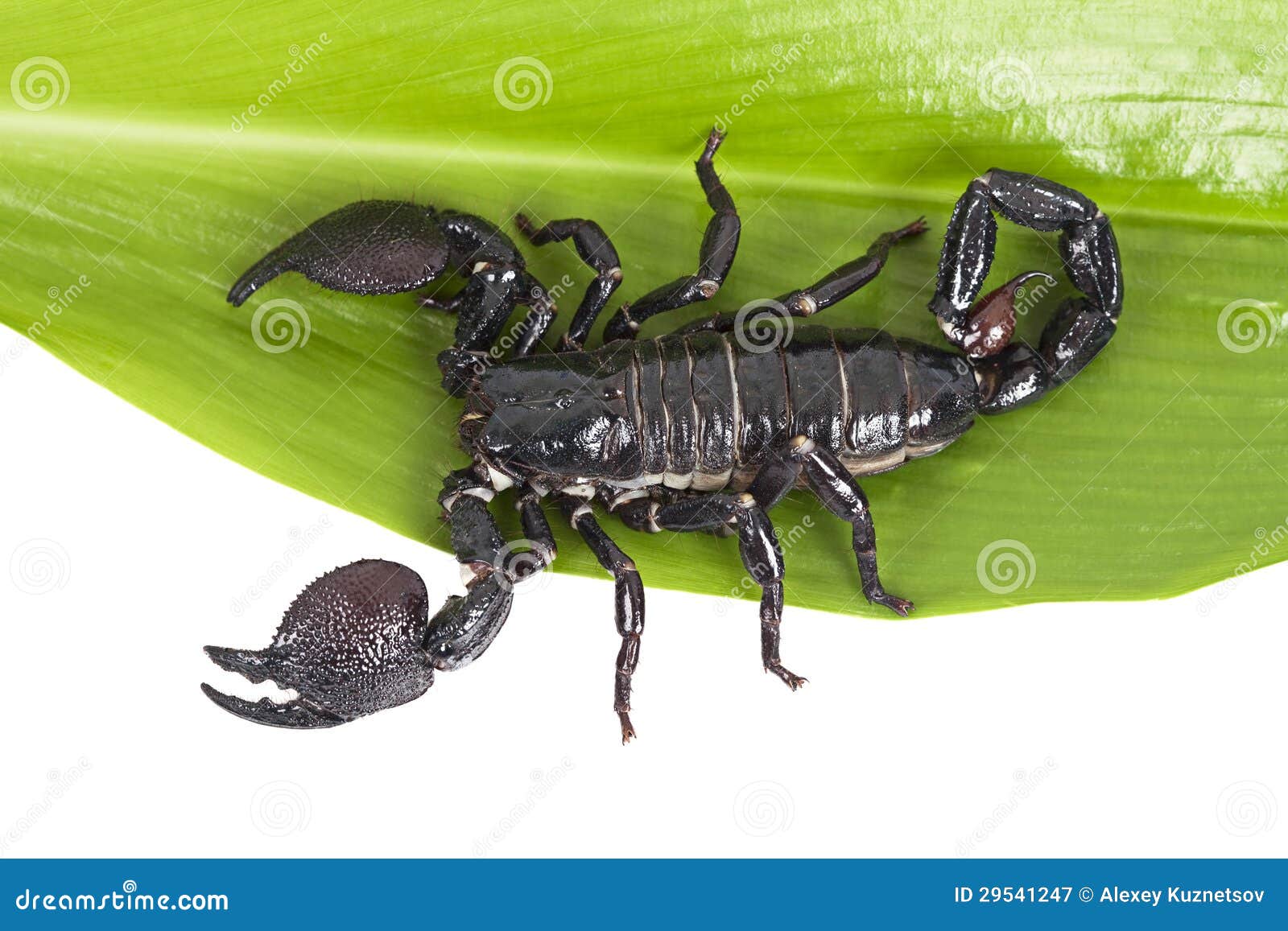 Scorpion (Pandinus Imperator) on a Green Leaf Stock Image - Image of ...