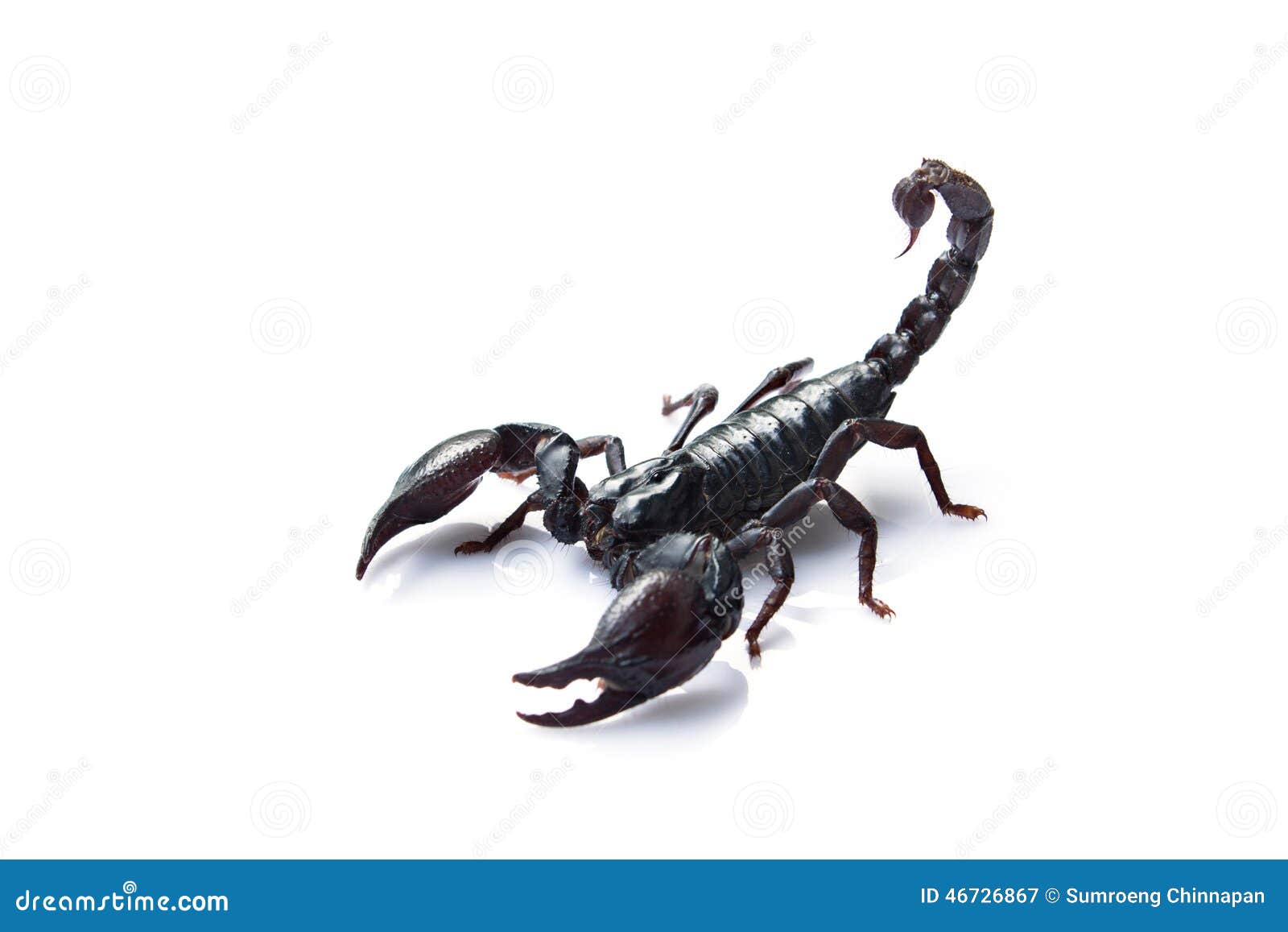 Scorpion Pandinus Imperator Stock Image - Image of exotic, fossorial ...
