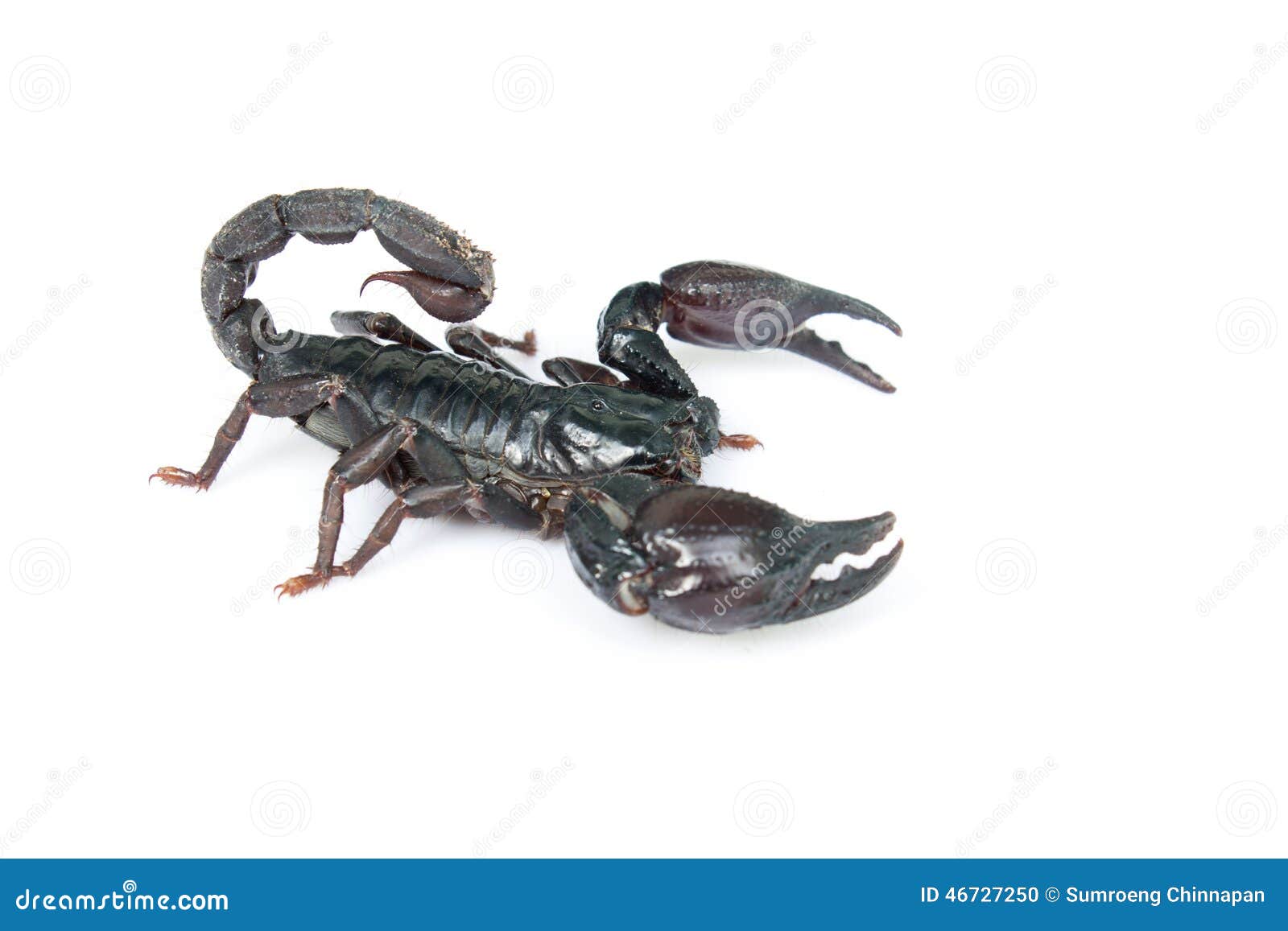 Scorpion Pandinus Imperator Stock Photo - Image of pandinus, dangerous ...