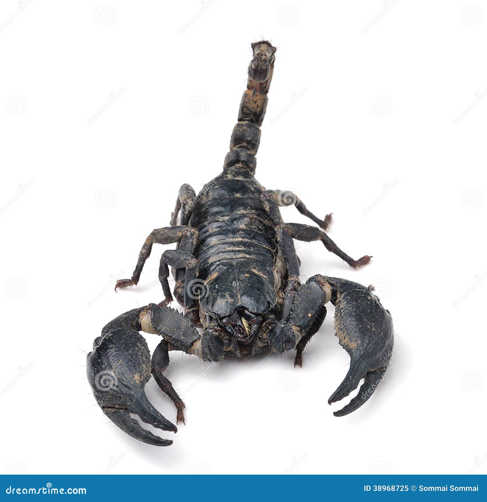 Scorpion Pandinus Imperator on White Stock Image - Image of background ...