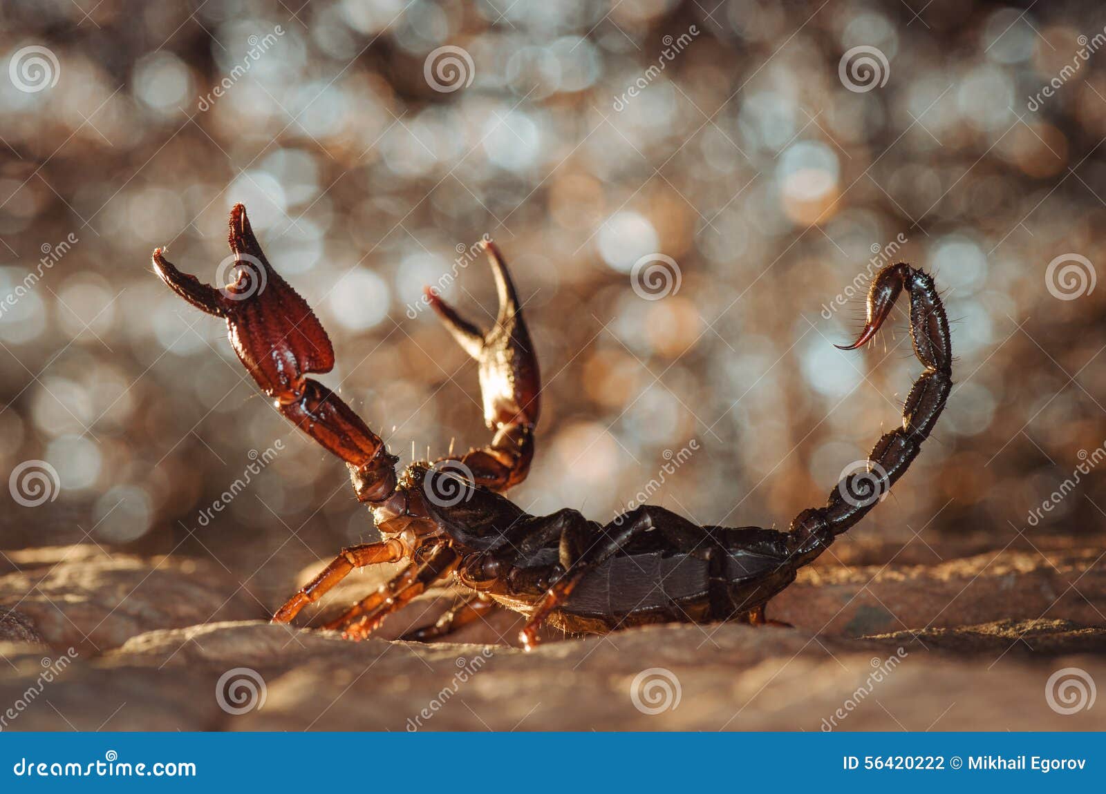 Scorpion protected stock photo. Image of pincers, protect - 56420222