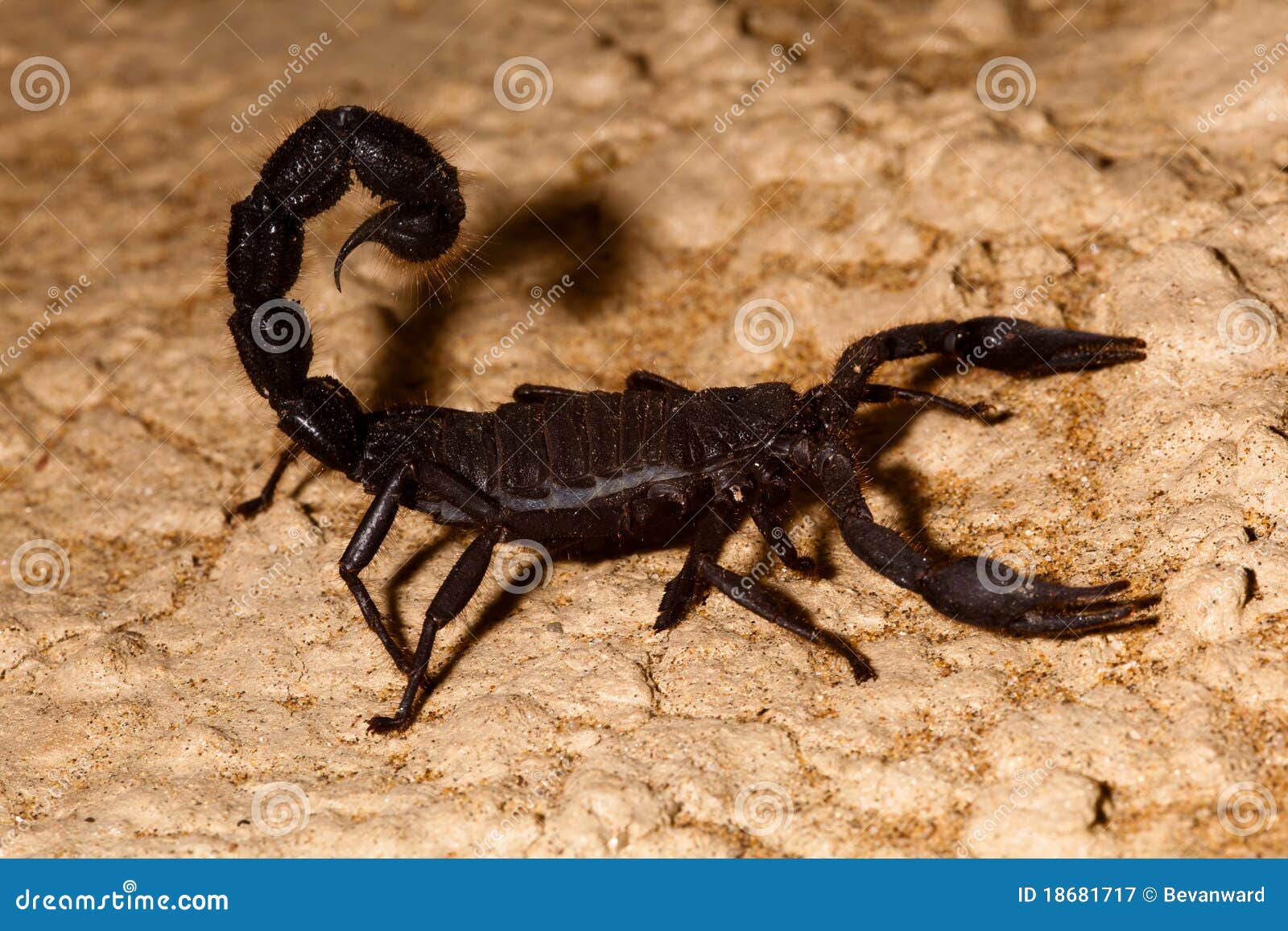 Scorpion with raised tail stock image. Image of predator - 18681717