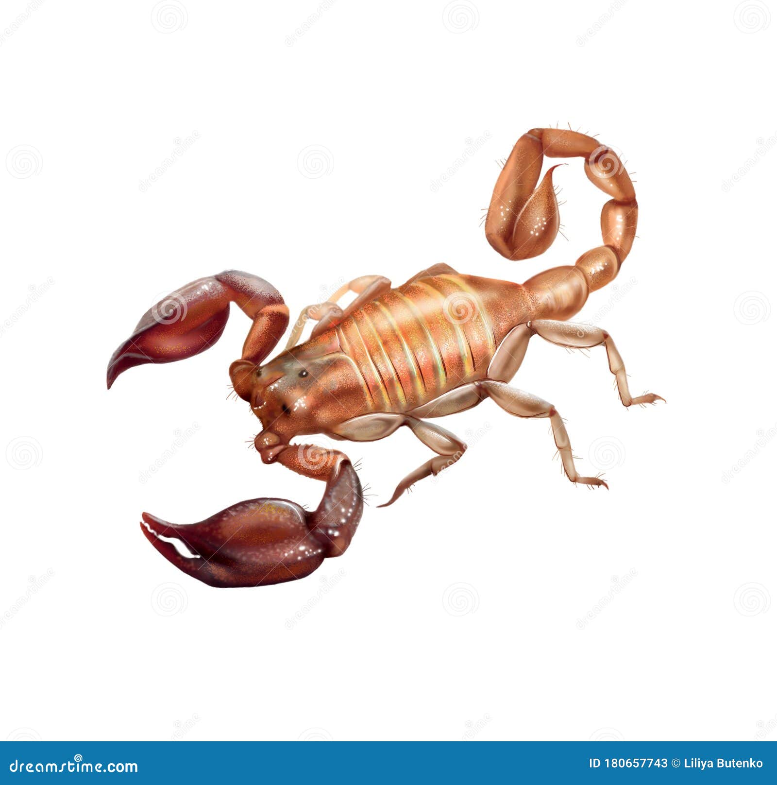 Scorpio, realistic drawing stock illustration. Illustration of tail ...