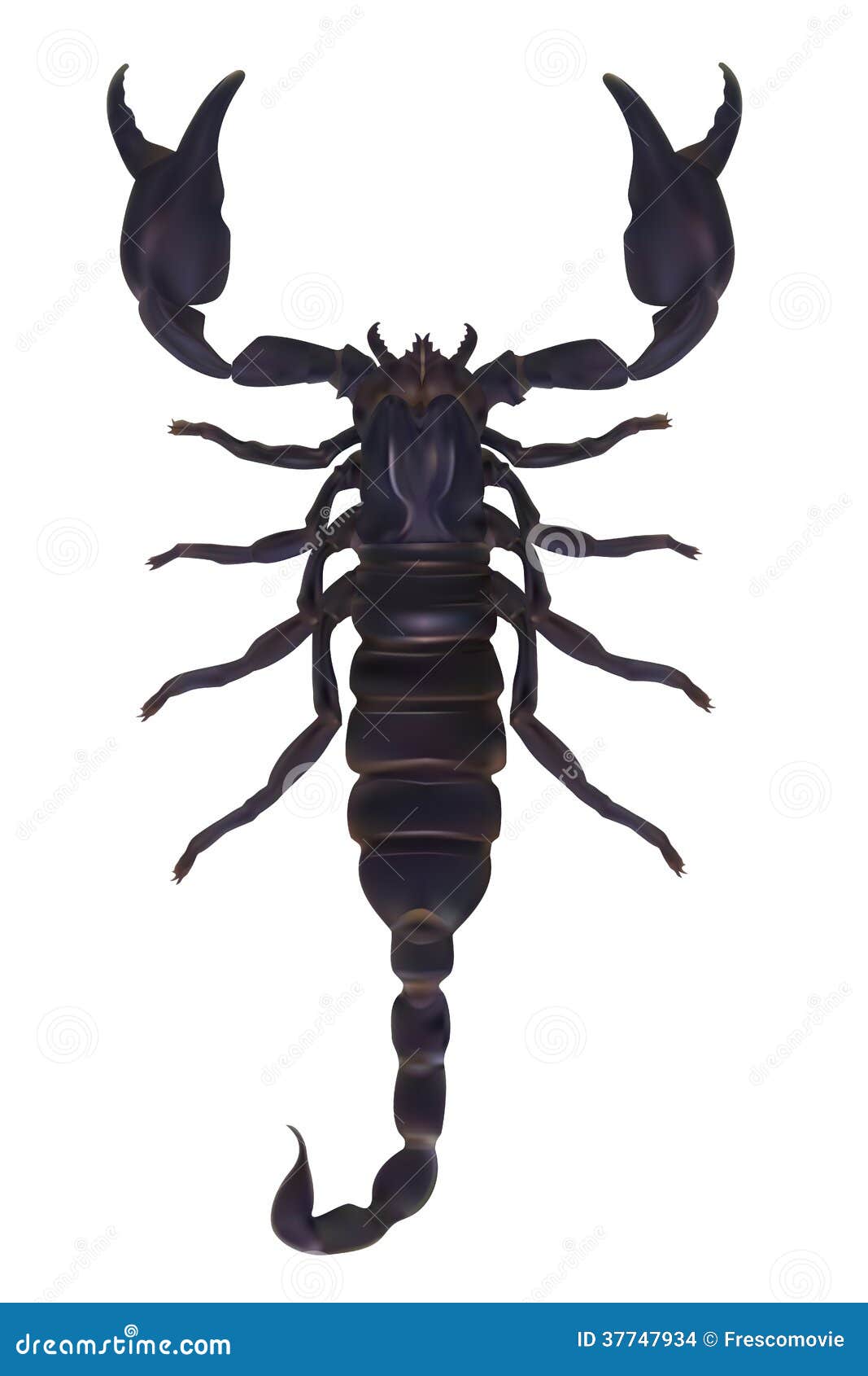 Scorpion stock vector. Illustration of buthoidea, metasoma - 37747934