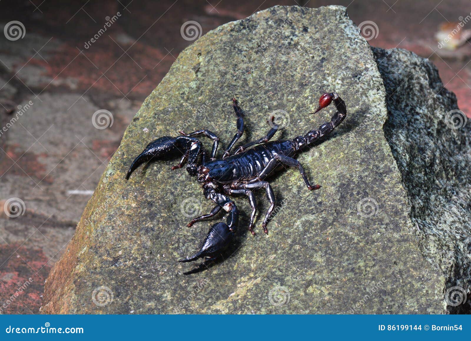 Scorpion on a rock stock photo. Image of rock, wildlife - 86199144
