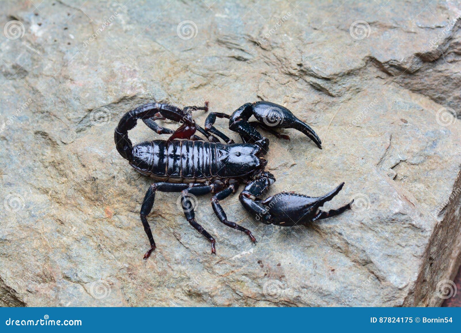 Scorpion on a rock. stock image. Image of segmented, suns - 87824175