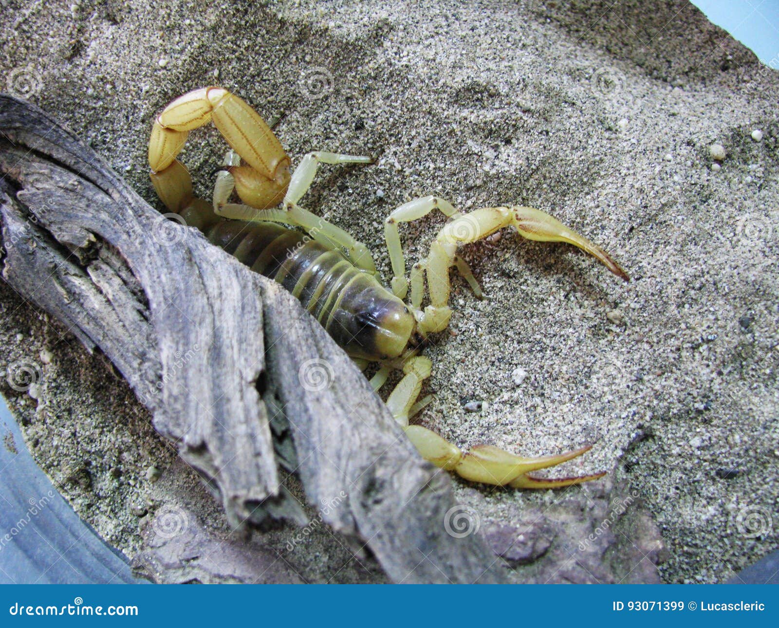 Scorpion stock image. Image of crab, stinger, desert - 93071399