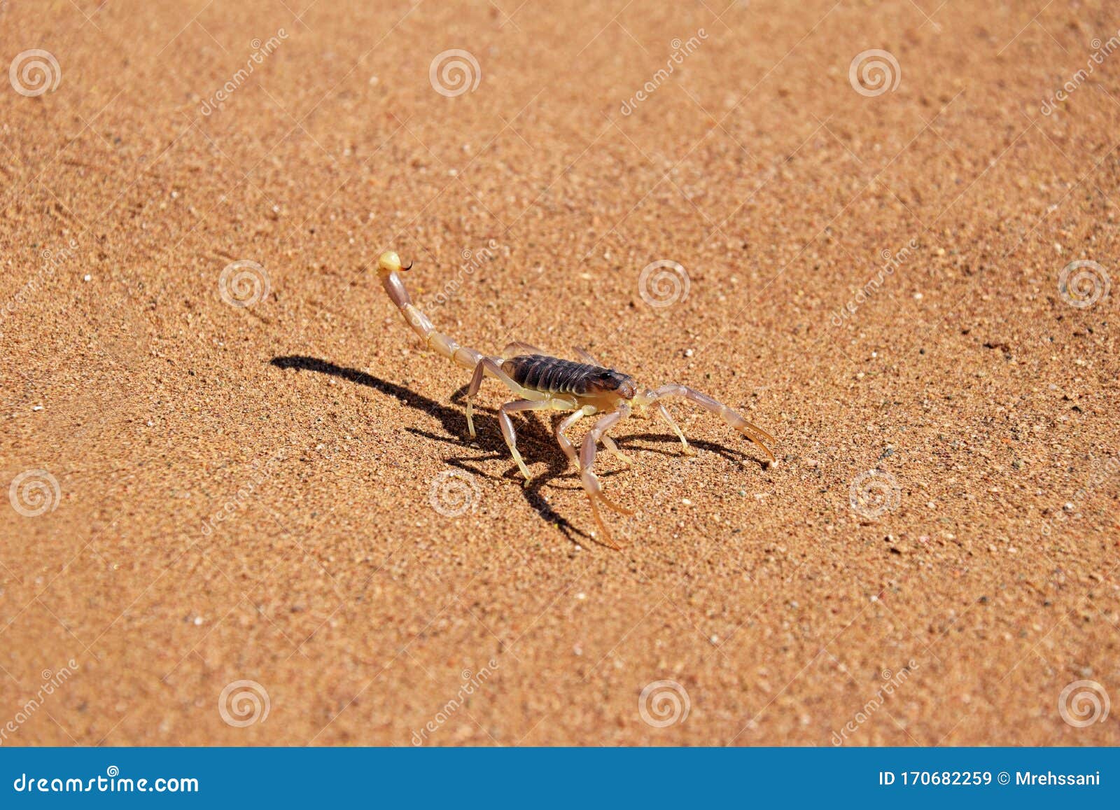 Scorpion on sand of desert stock image. Image of tail - 170682259