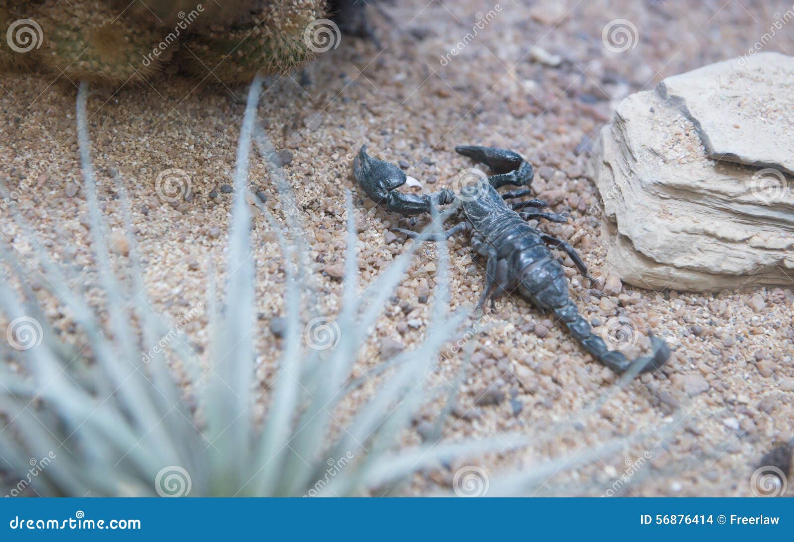 Scorpion on sand stock photo. Image of legged, danger - 56876414
