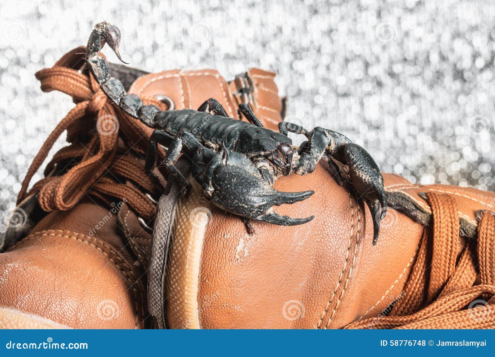 Scorpion on shoes stock photo. Image of shoes, scorpions - 58776748