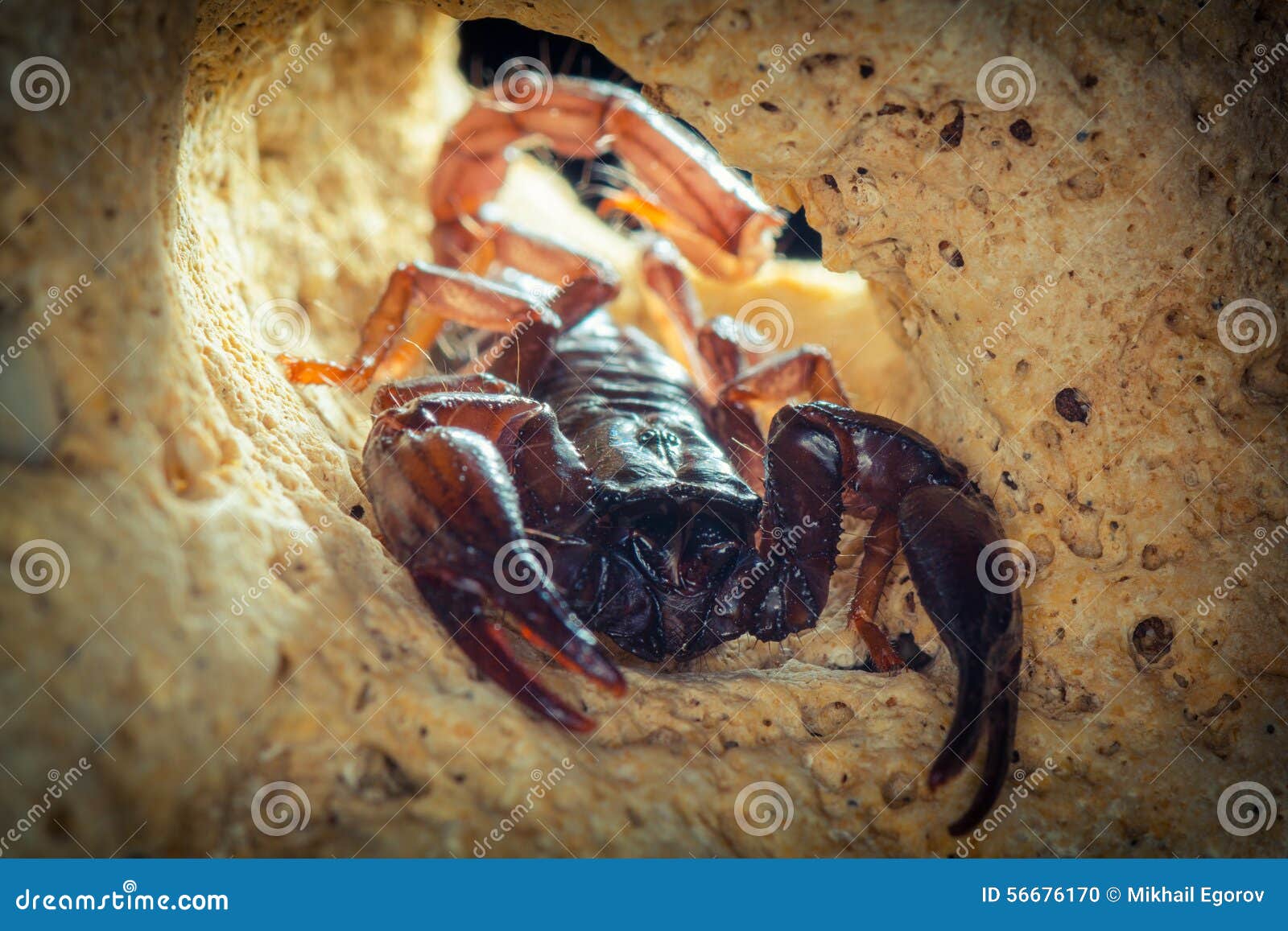 Scorpion siting into cave stock photo. Image of nature - 56676170