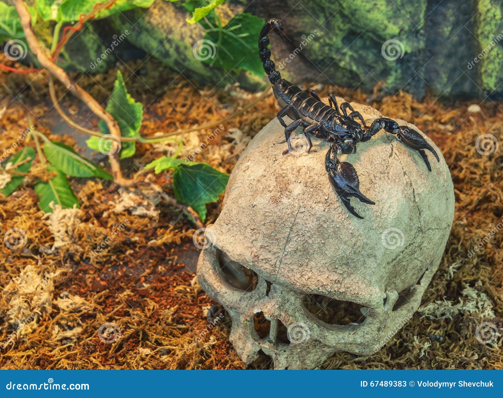 Scorpion on a skull stock image. Image of concepts, head - 67489383