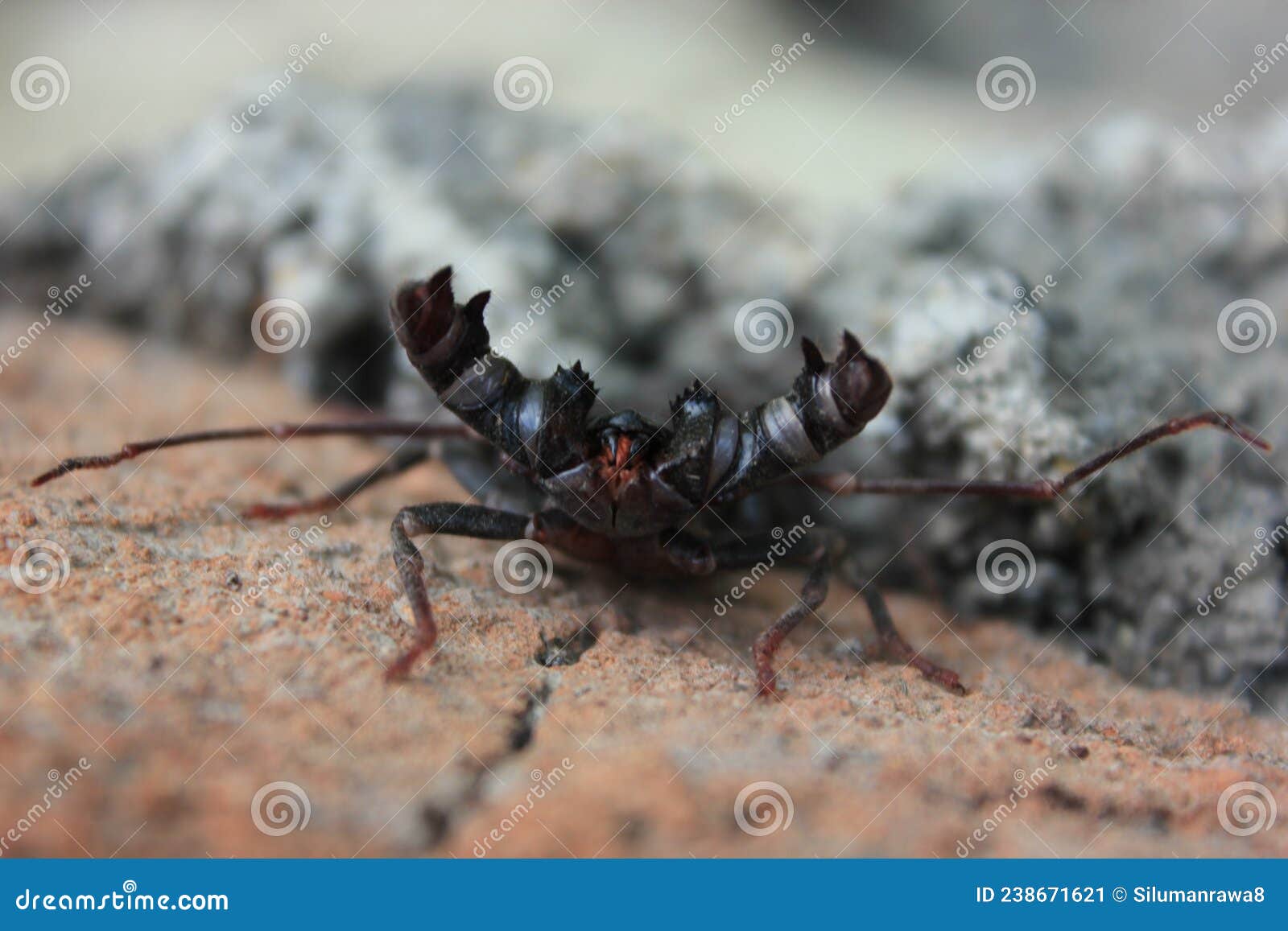 A Scorpion with Style Ready To Bite Stock Image - Image of bite ...