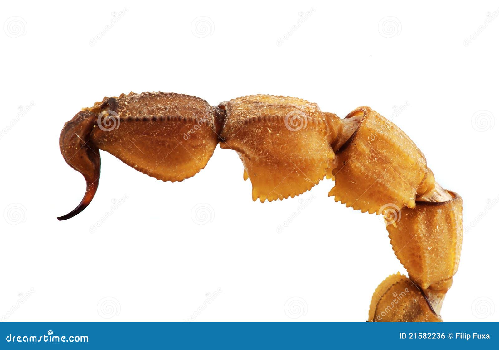 Scorpion tail stock photo. Image of desert, close, scorpion - 21582236