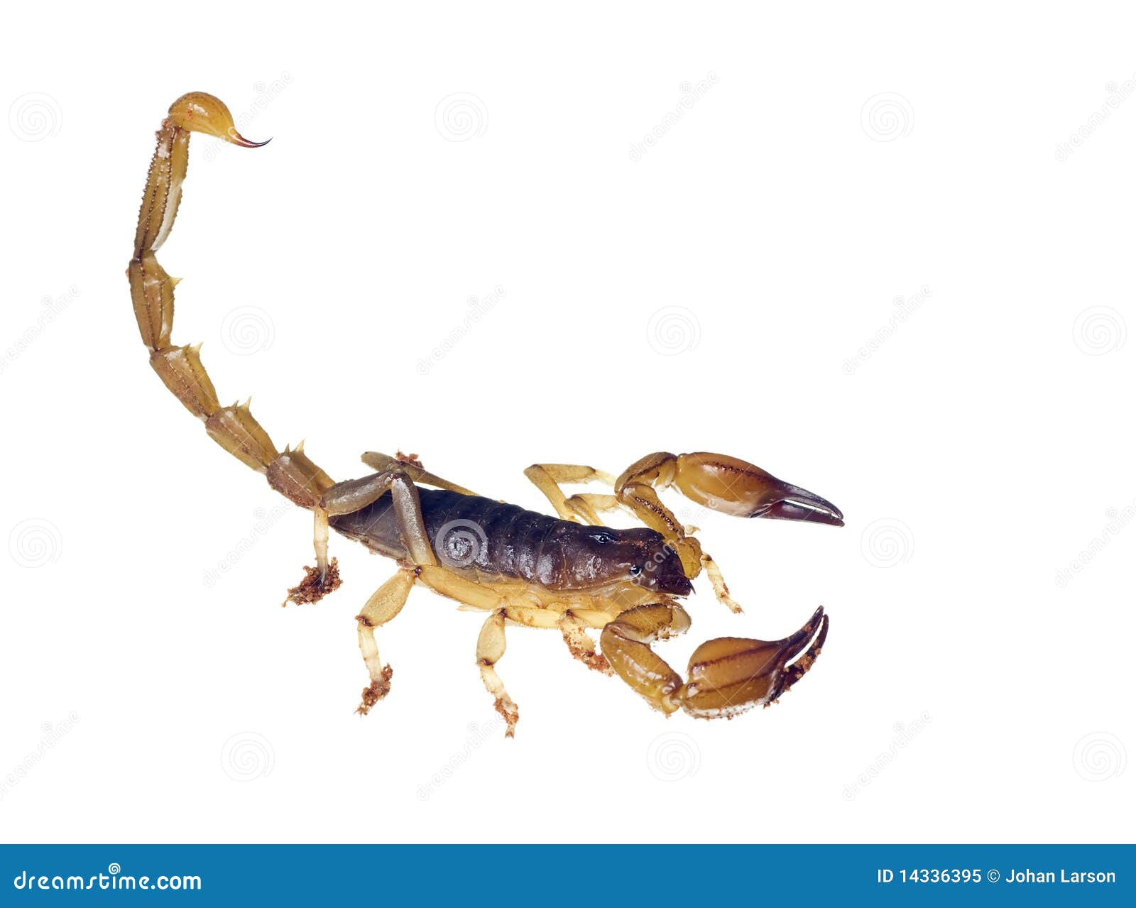 Scorpion with Tail Curved Up Ready To Sting Stock Image - Image of ...