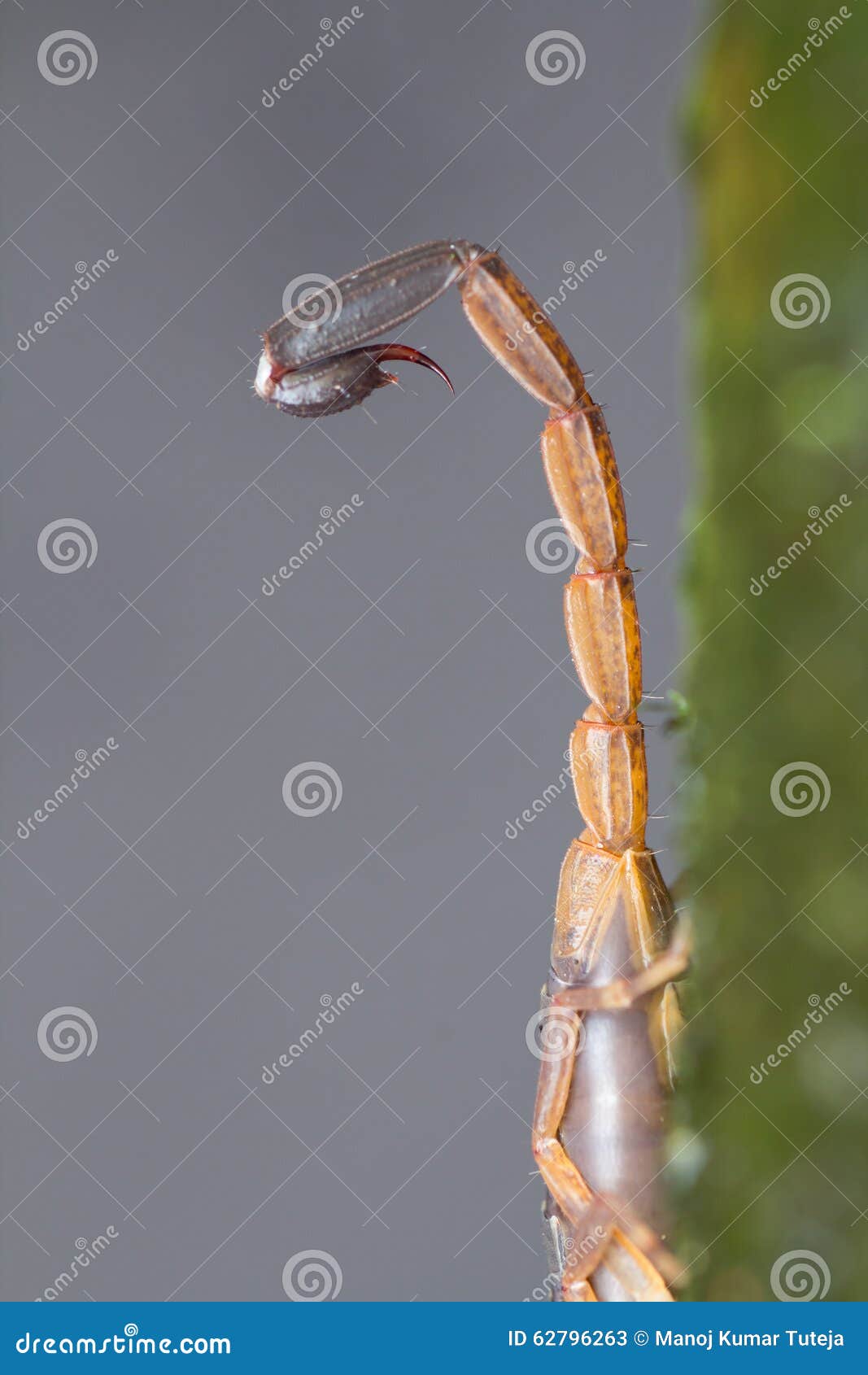Scorpion Tail stock image. Image of tree, scorpion, trunk - 62796263
