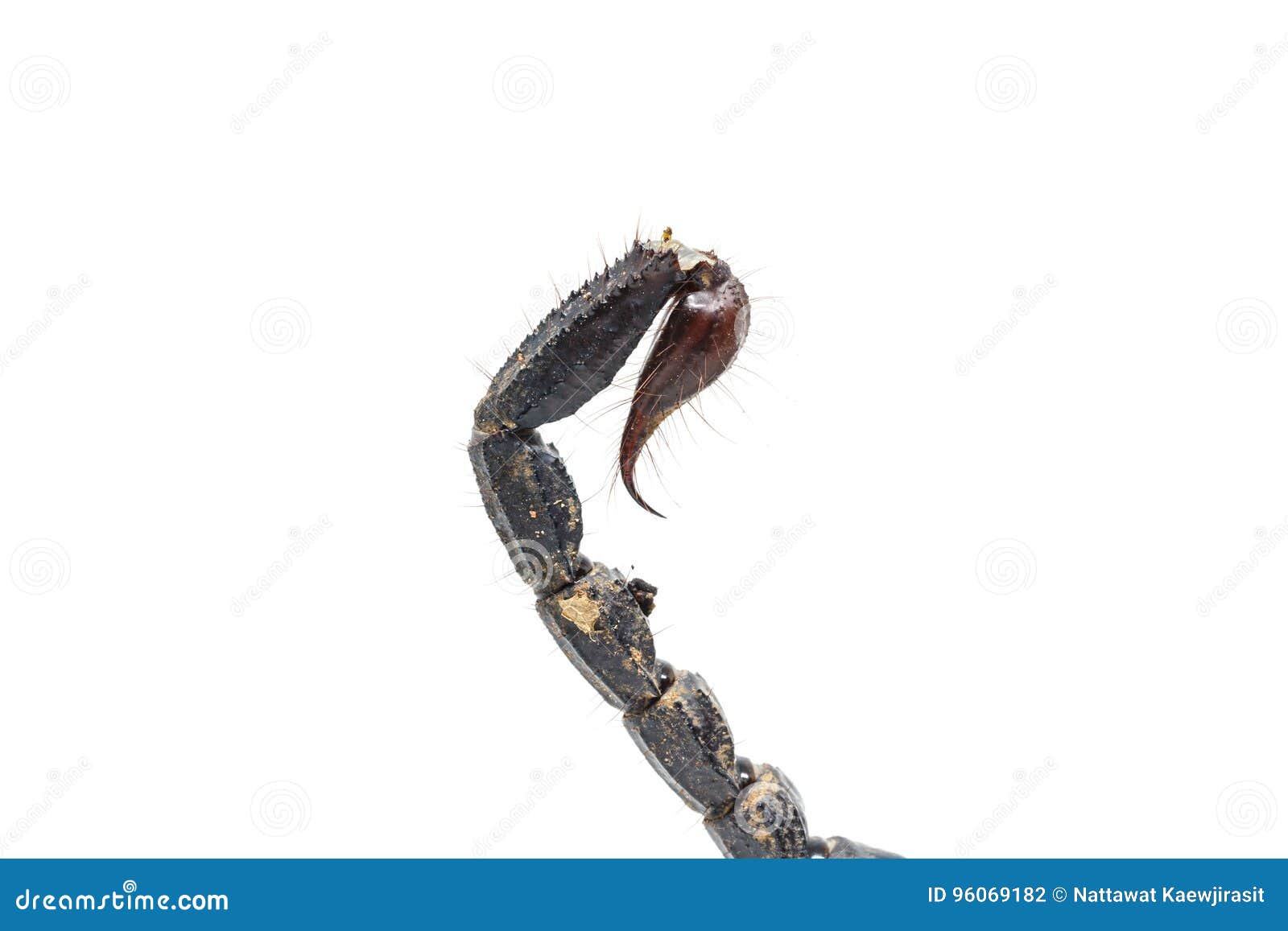 Scorpion Tail Isolated on White Background Stock Photo - Image of ...