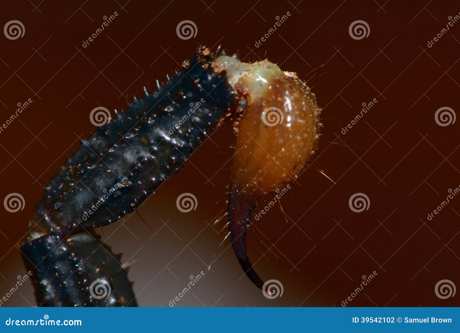 Scorpion tail stock photo. Image of emperor, tail, black - 39542102