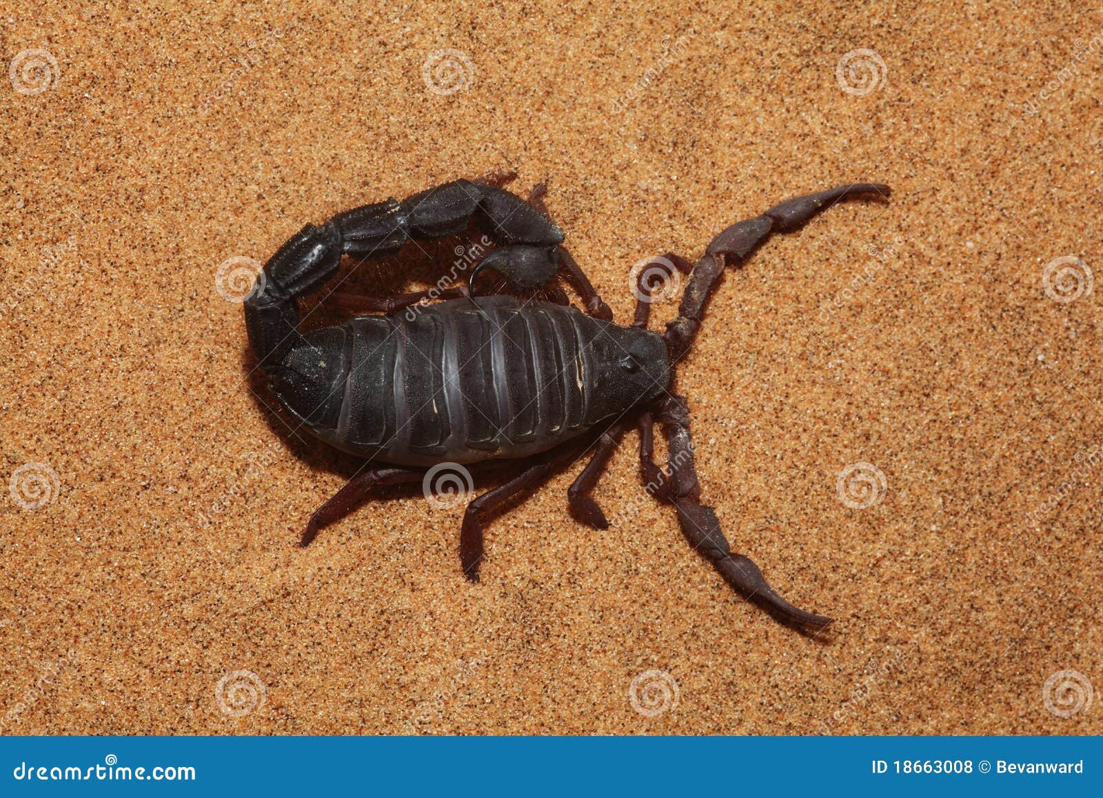 Scorpion top view stock photo. Image of invertebrate - 18663008