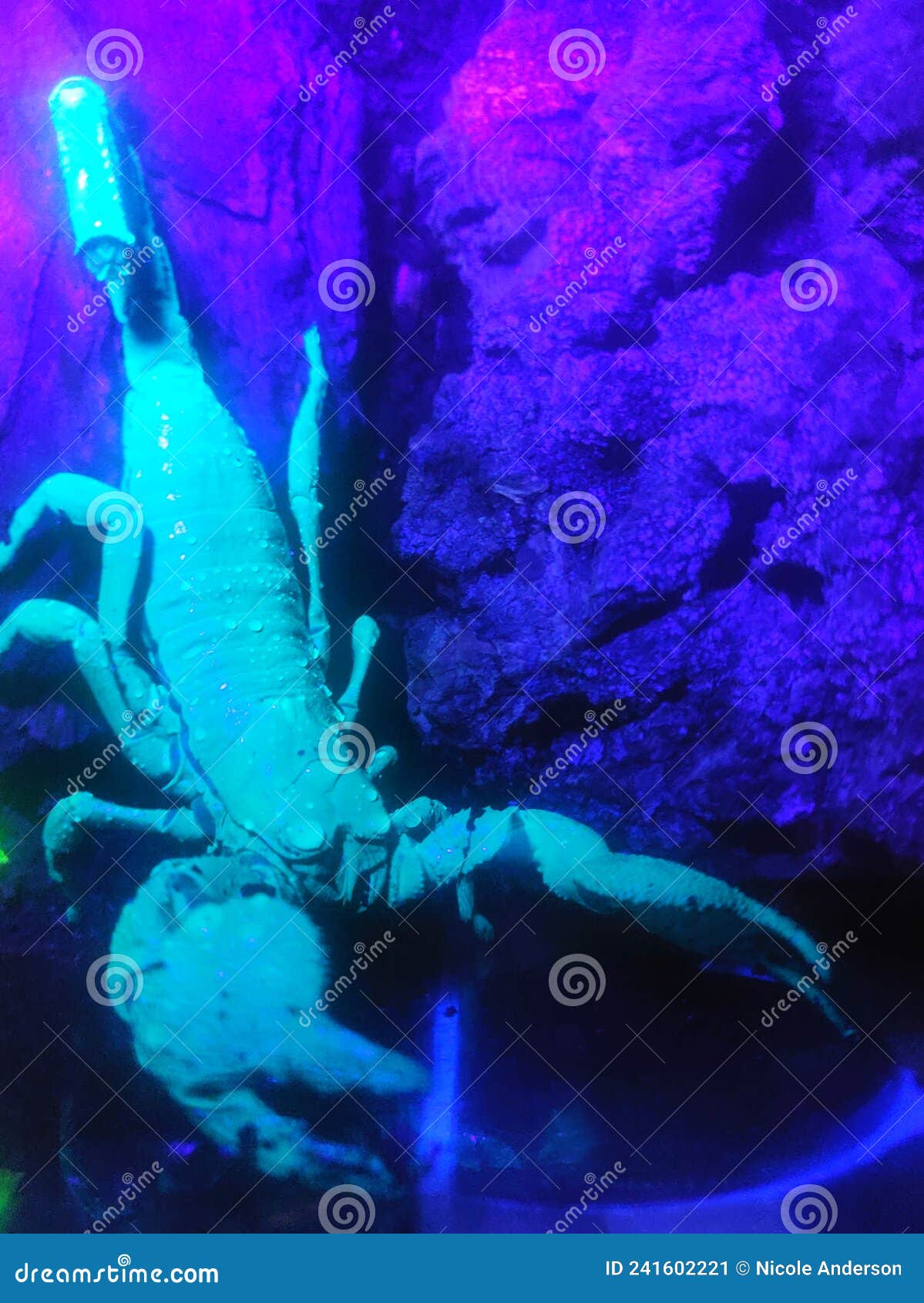 A Scorpion Under Ultraviolet Light With A Small Black Bug It Just ...