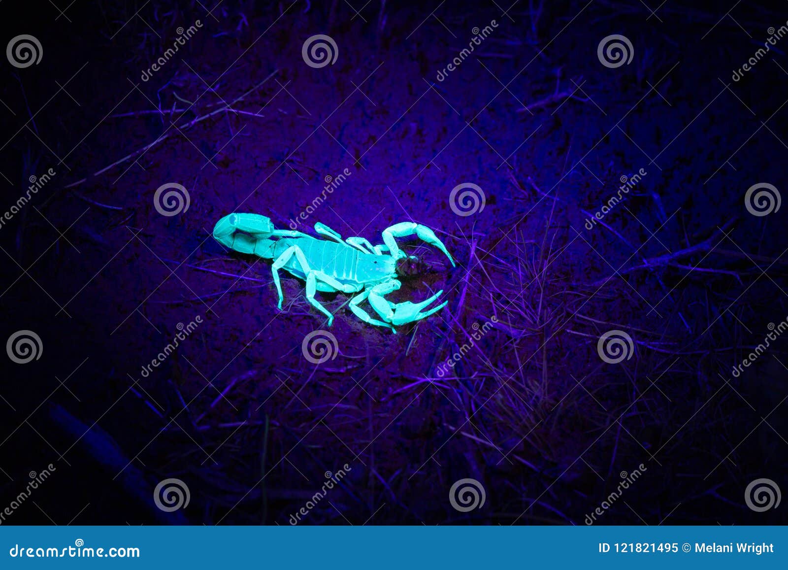 A Scorpion Under Ultraviolet Light with a Small Black Bug it Just ...