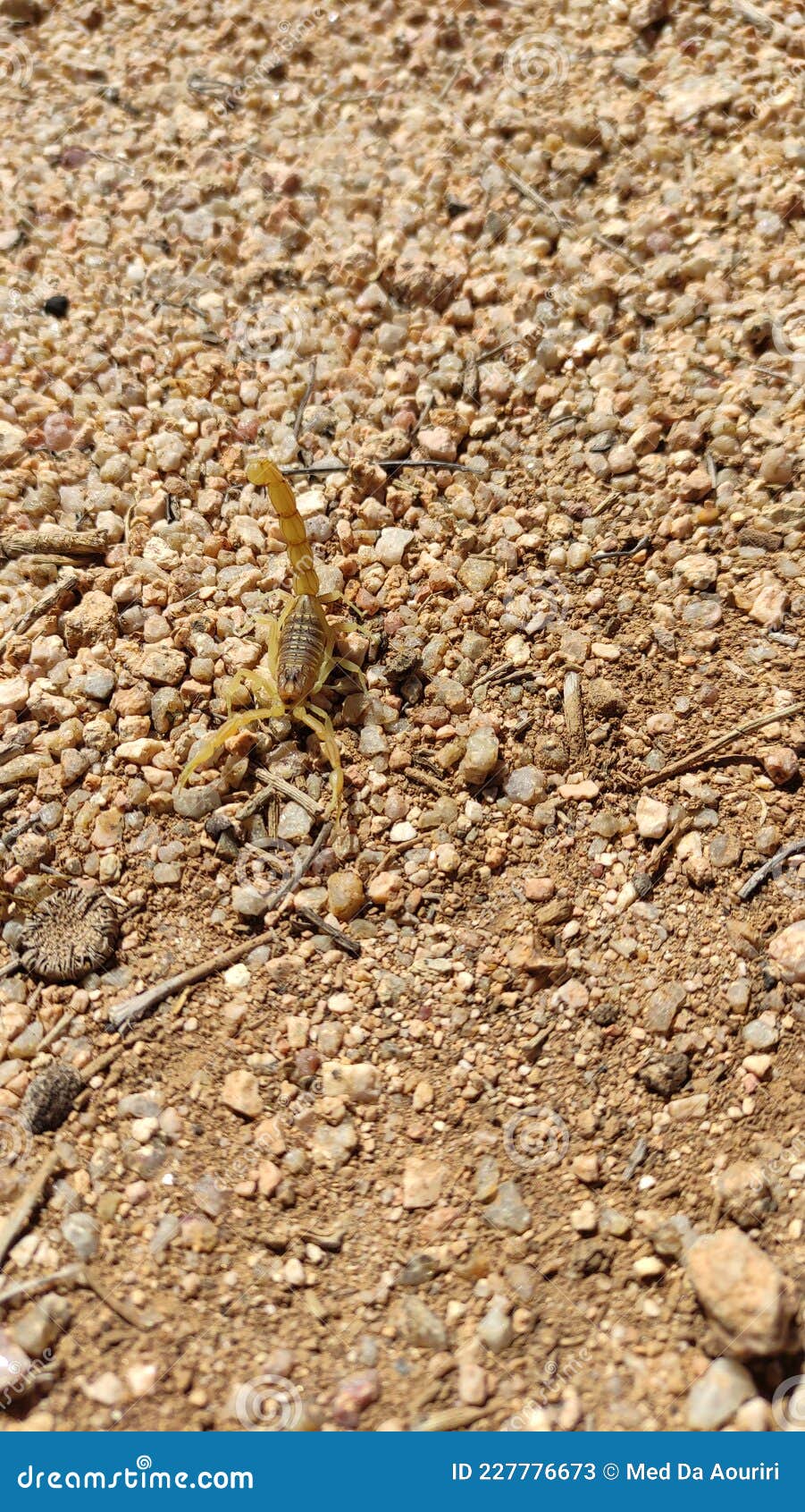Scorpion walking around stock image. Image of scorpion - 227776673