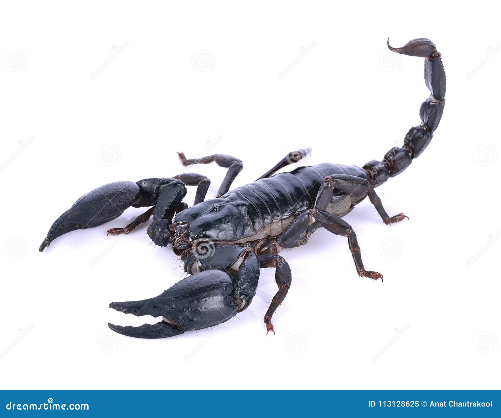 Scorpion of a White Background. Stock Image - Image of arachnid ...