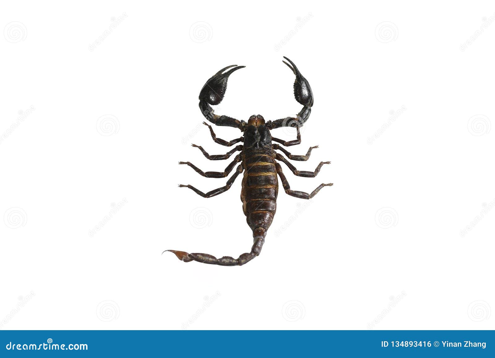 Scorpion White Background Stock Photos - Download 1,945 Royalty Free Photos