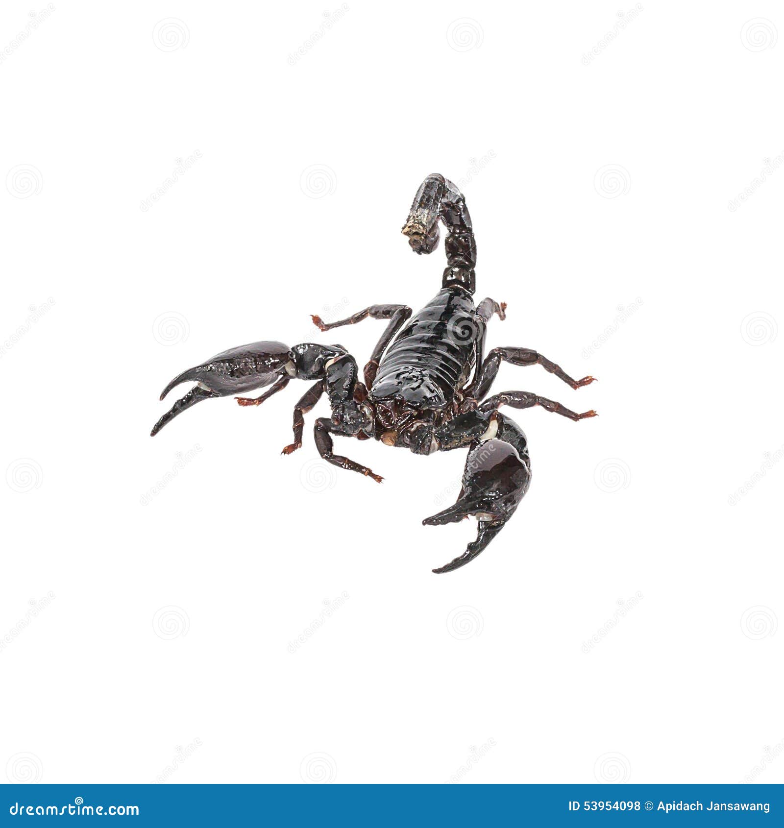 Scorpion on a White Background Stock Photo - Image of background ...