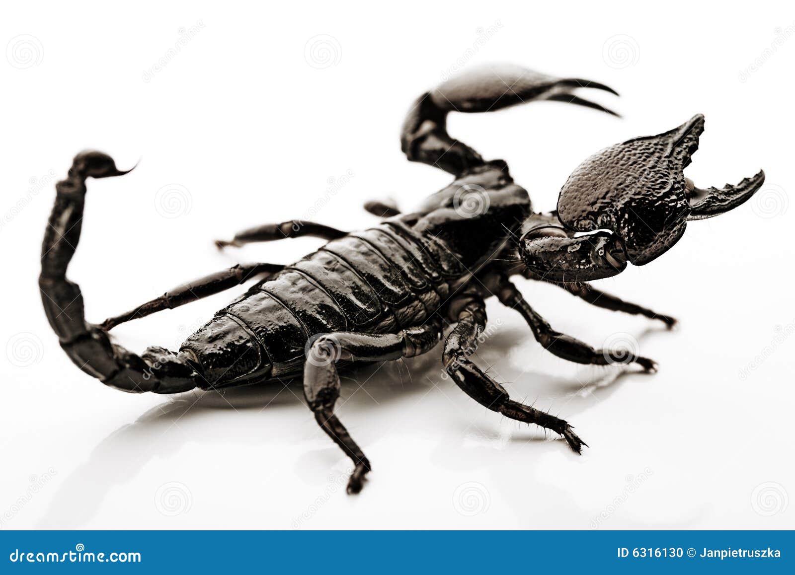 Scorpion on the White Background Stock Photo - Image of injecting ...