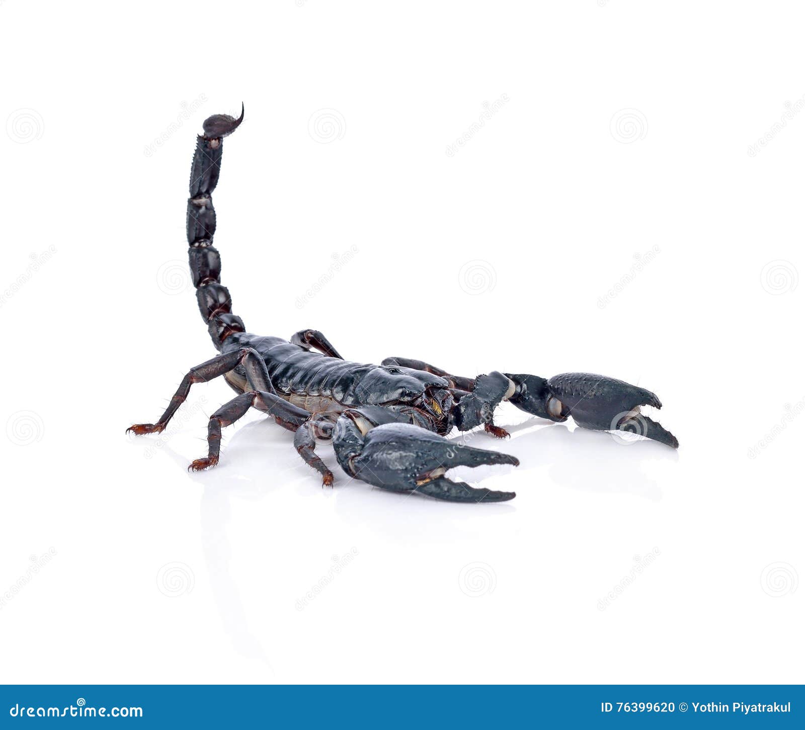 Scorpion on White Background. Stock Photo - Image of wild, desert: 76399620