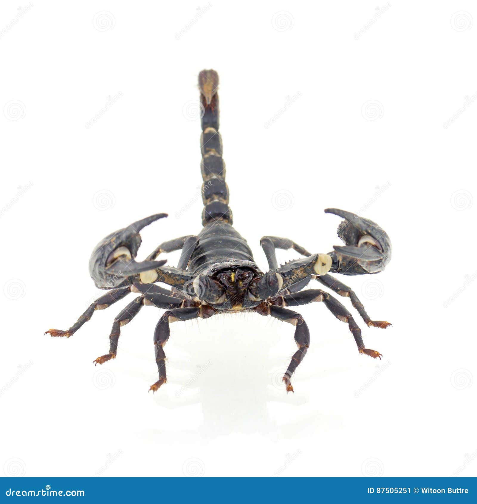 Scorpion stock image. Image of single, black, fear, legs - 87505251