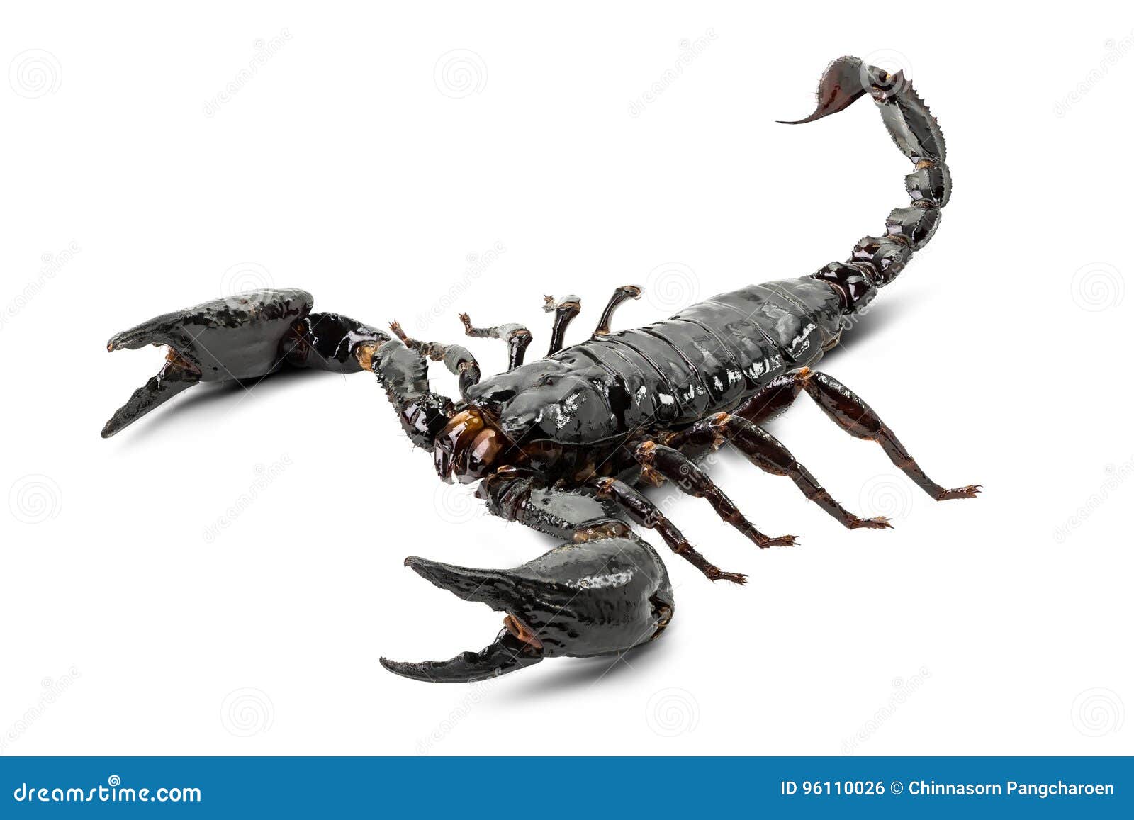 Scorpion stock photo. Image of wildlife, animal, biology - 96110026