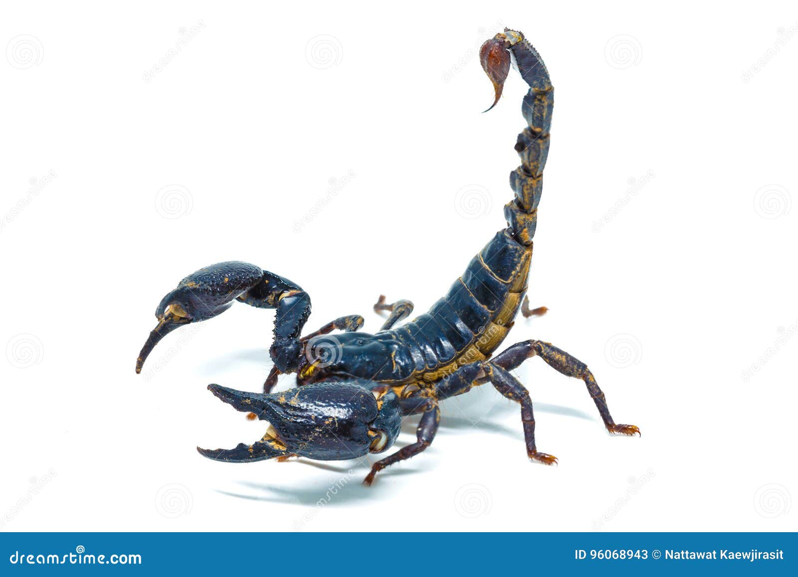Scorpion On A White Background Stock Photography | CartoonDealer.com ...